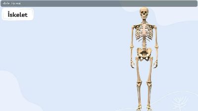 5. Sınıf - İskelet Sistemi - Fen Bilimleri - Konu Anlatımı | Morpa Kampüs