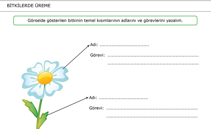 6. Sınıf - Bitkilerde Üreme - Fen Bilimleri - Ödevi | Morpa Kampüs