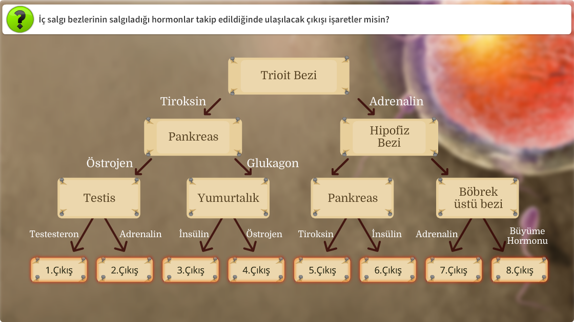 6. Sınıf - İç Salgı Bezleri - Fen Bilimleri - Çalışması | Morpa Kampüs